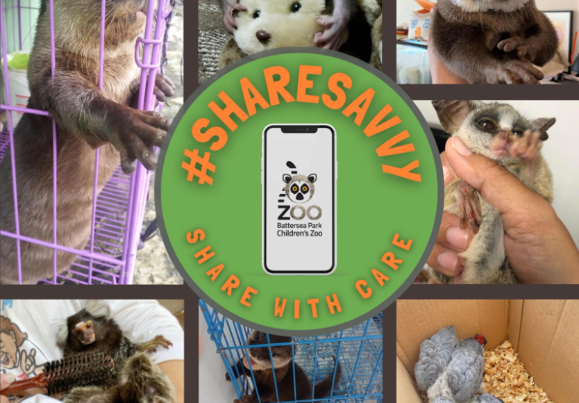 Battersea Park Children's Zoo launches ShareSavvy Campaign | BIAZA