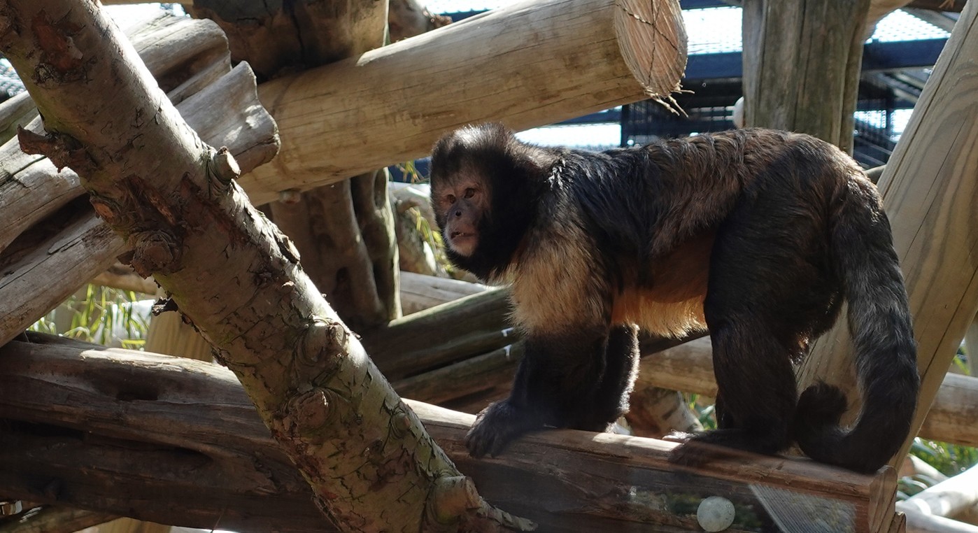 Colchester Zoological Society opens renovated Capuchin habitat | BIAZA