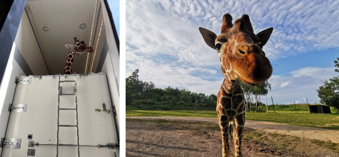 Chessington waves goodbye to giraffe as part of move with European ...