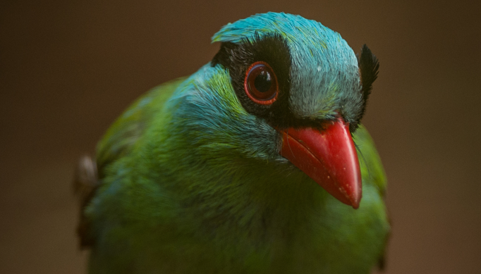 BIAZA - British and Irish Association of Zoos and Aquariums | BIAZA