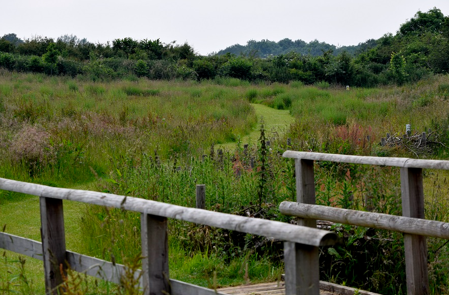 Conservationists transforming local landscape to boost wildlife in ...