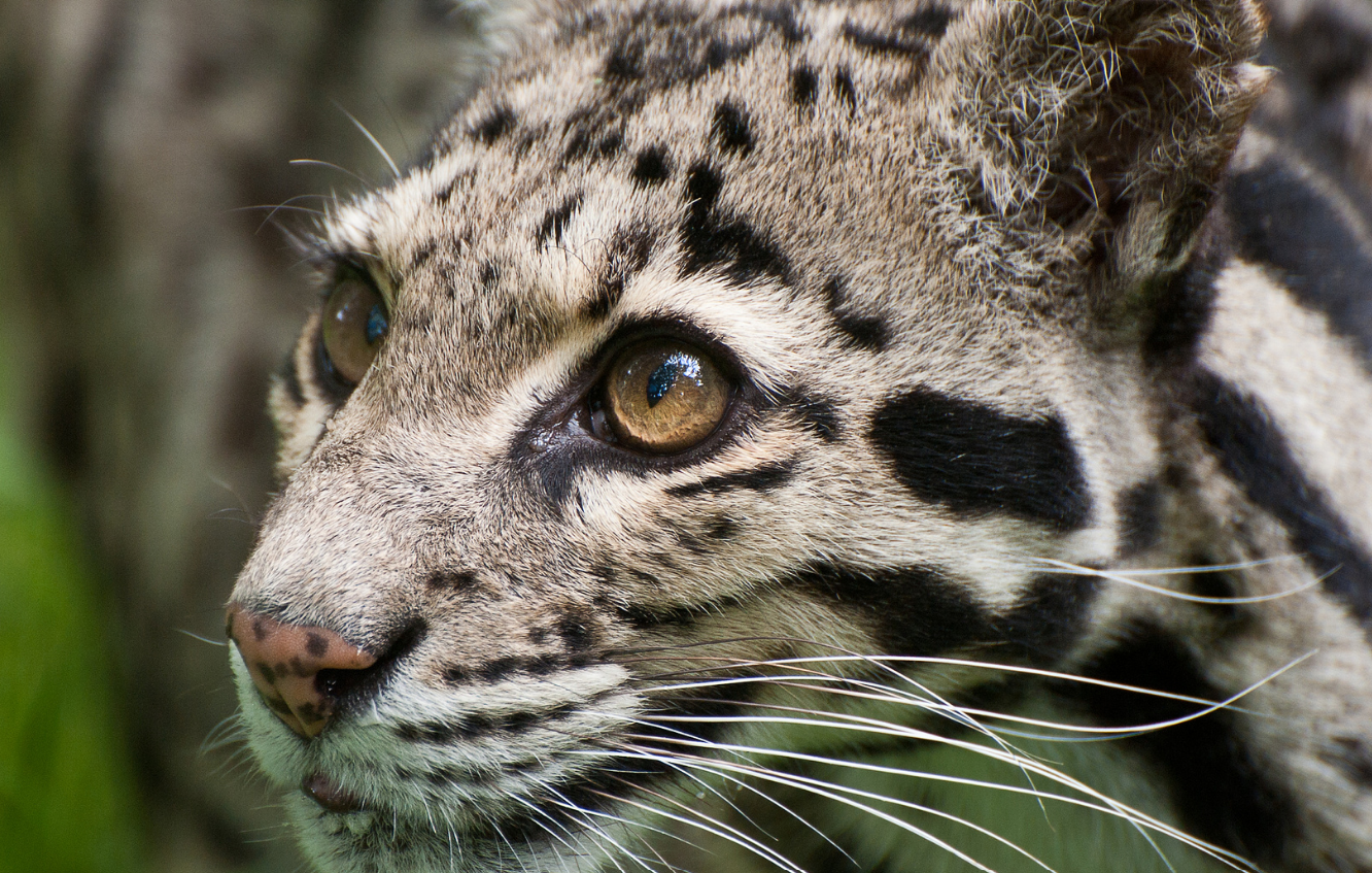 Blog: A fresh perspective on clouded leopard conservation - how ...