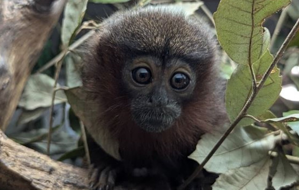 Baby monkey Named in Honour of Incredible Volunteer | BIAZA