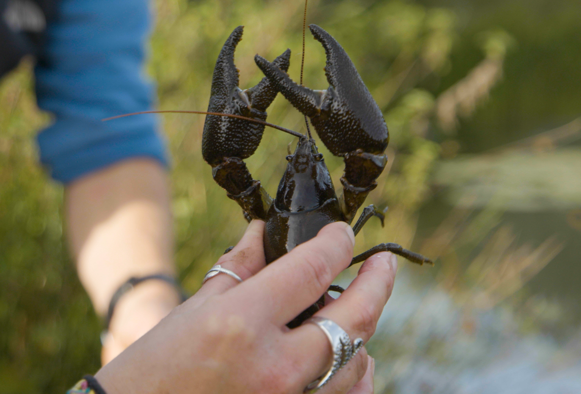 Wild Planet Trust helps endangered species thrive in Devon | BIAZA