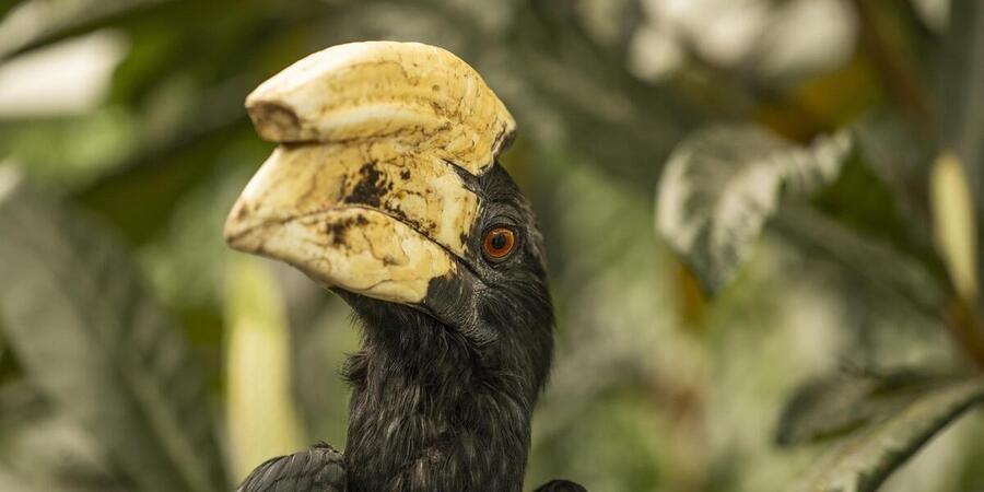 Blog: The WAZA 2023 Animal Welfare Goal - setting A Global Benchmark ...