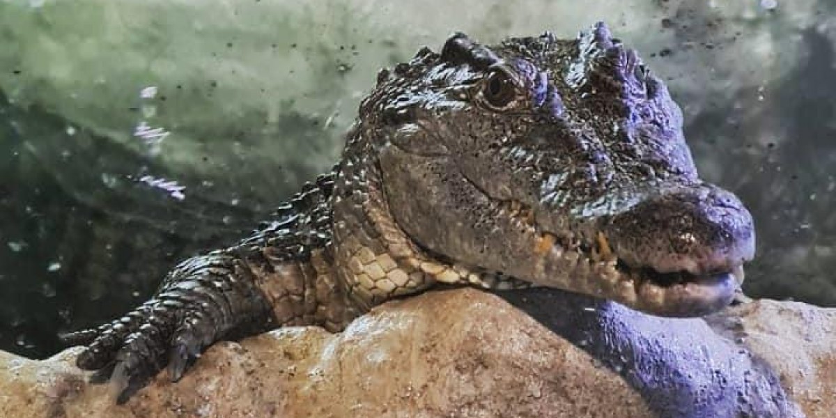 BIAZA - British and Irish Association of Zoos and Aquariums | BIAZA