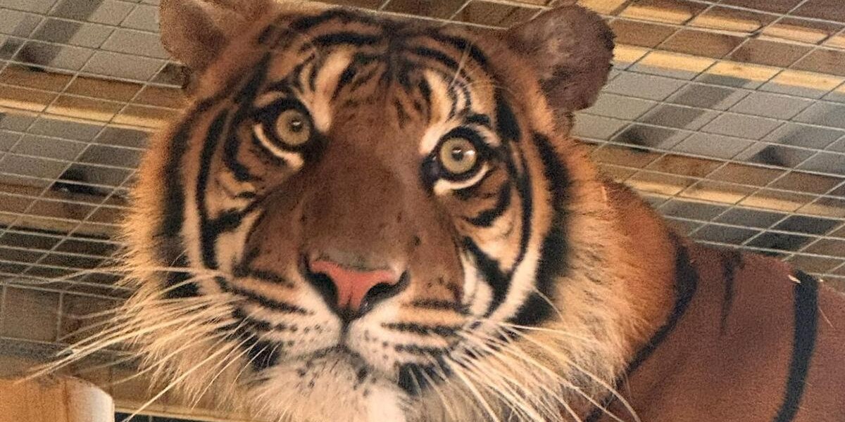 Raja The Sumatran Tiger Arrives At Thrigby Hall Wildlife Gardens | BIAZA