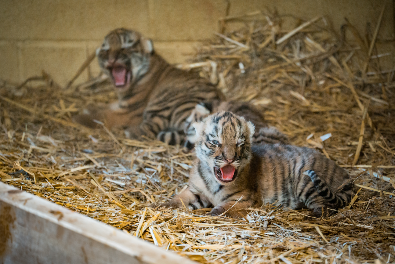 4 tiger cubs born at Longleat | BIAZA