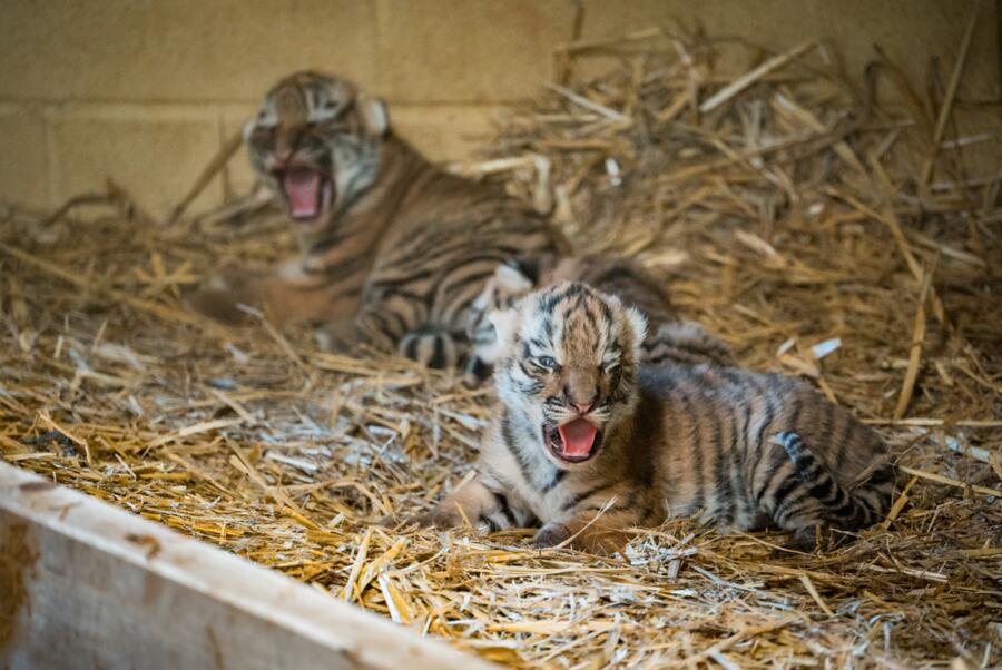 4 tiger cubs born at Longleat | BIAZA