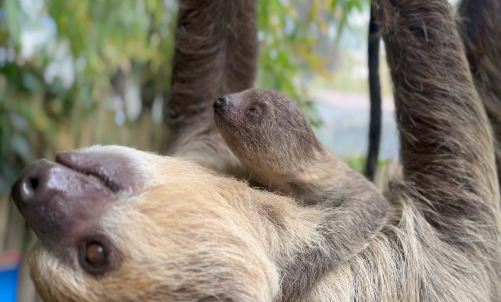 Zoo visitor captures incredible moment sloth gives birth | BIAZA