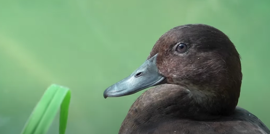 World’s rarest duck returns home | BIAZA