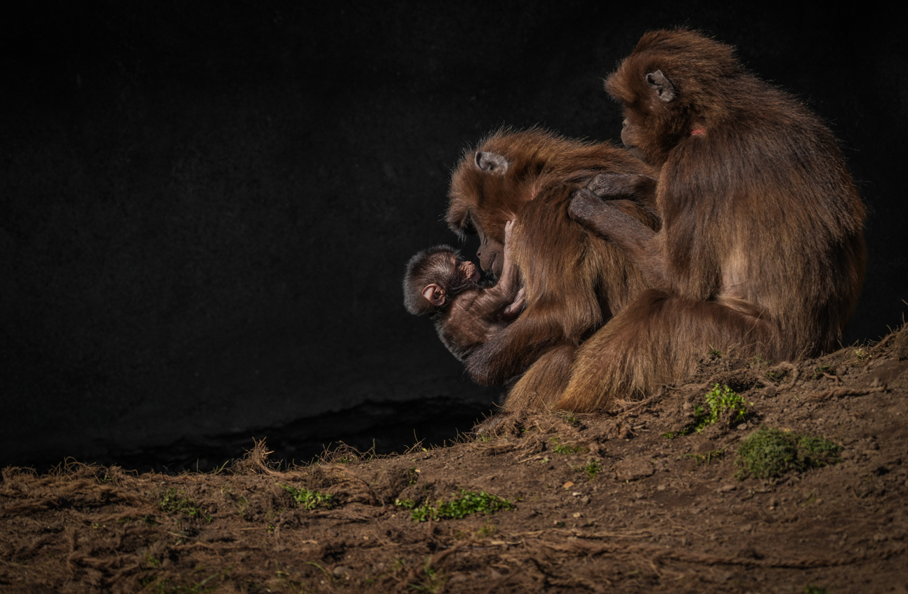 BIAZA - British and Irish Association of Zoos and Aquariums | BIAZA