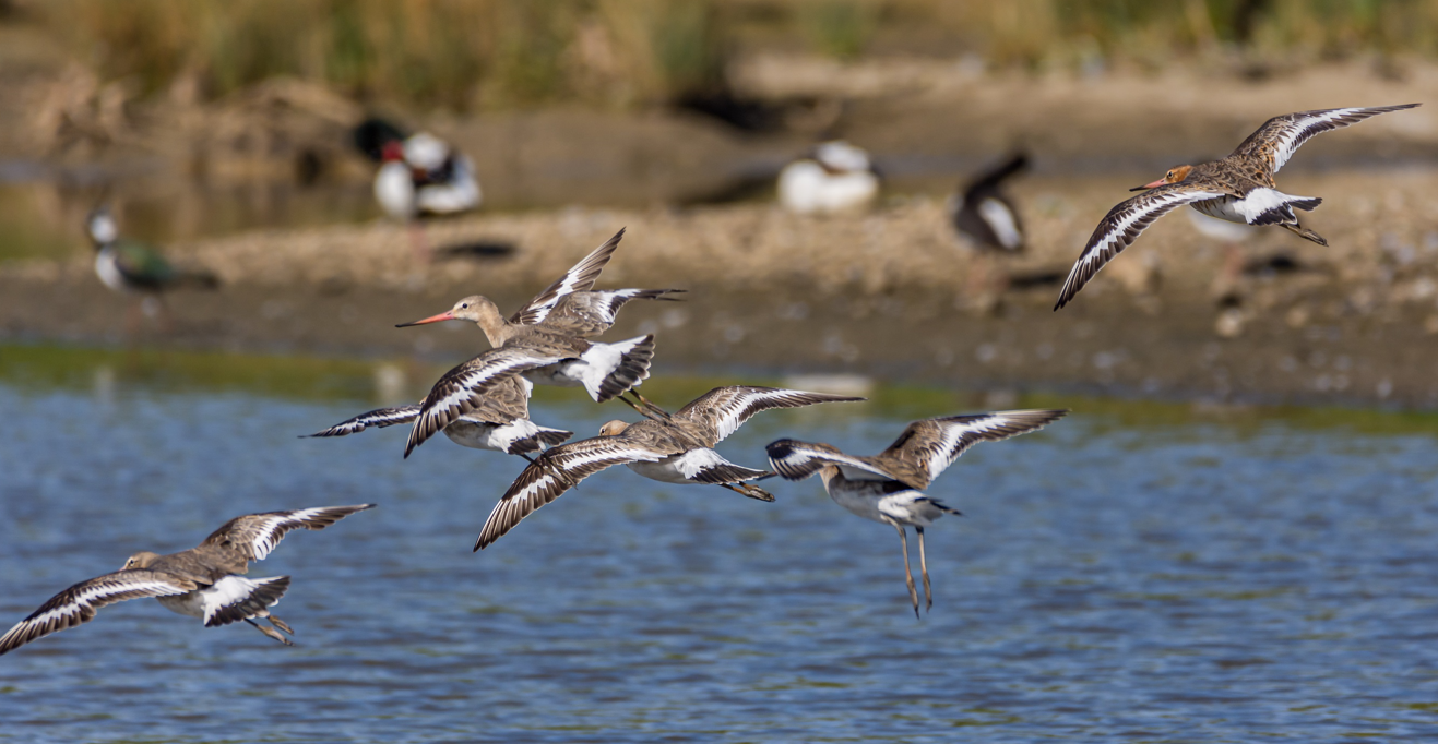 Blog: Conservation Translocations - an Introduction | BIAZA