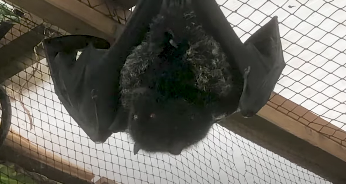 Birth of world’s rarest fruit bat caught on camera at Jersey Zoo | BIAZA