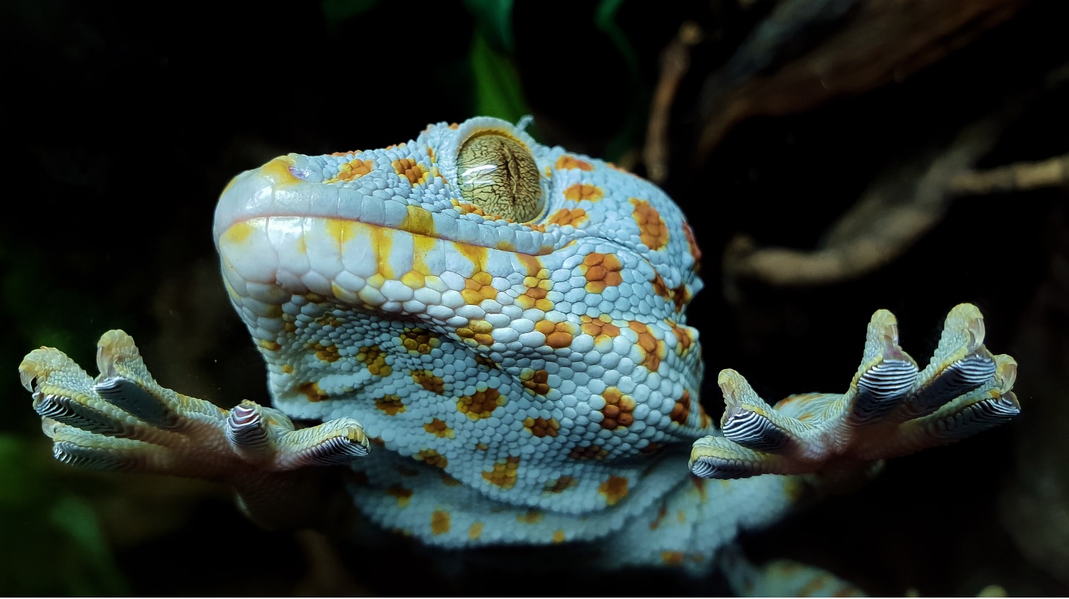 BIAZA Annual Awards 2020 winners announced | BIAZA