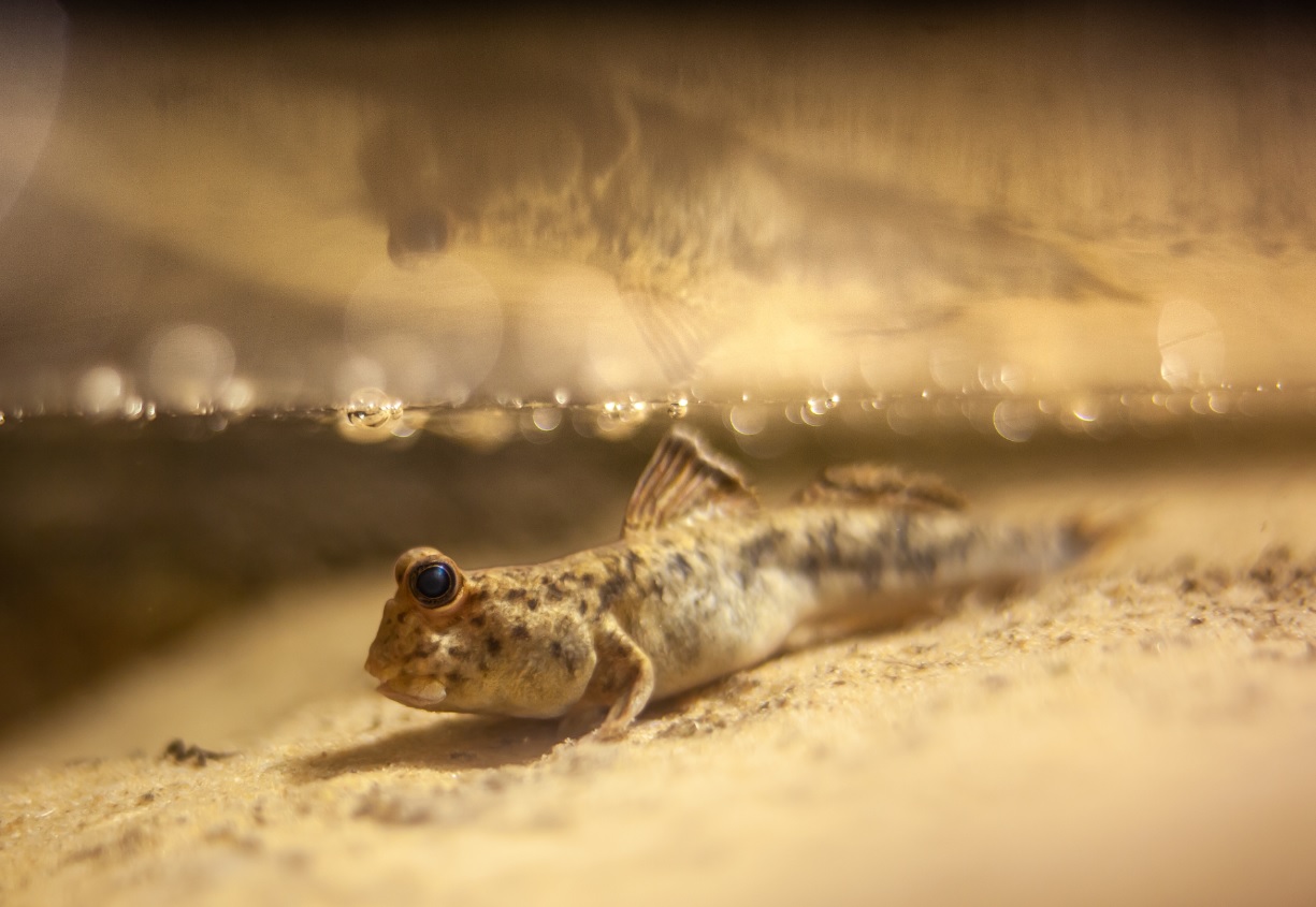 BIAZA - British and Irish Association of Zoos and Aquariums | BIAZA