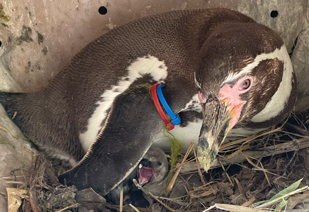 Marwell Zoo's fluffy new arrivals - in a nutshell! | BIAZA