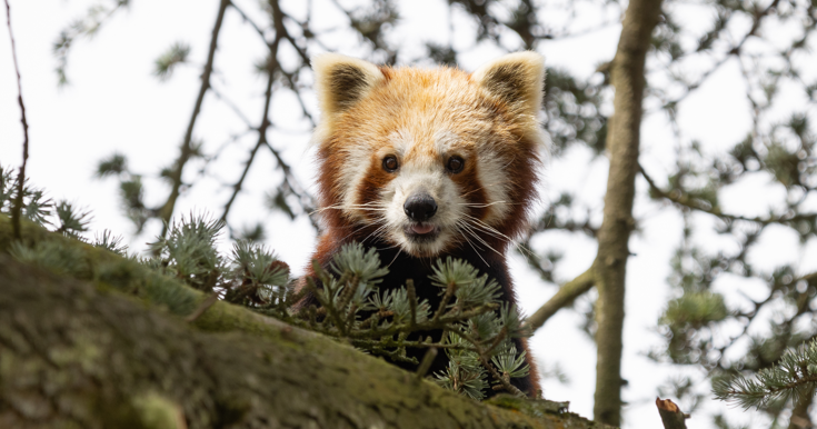 Red pandas are back as Bristol Zoo Project celebrates the arrival of ...