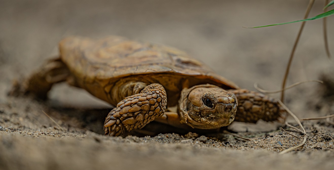 Cancer is extremely rare in turtles and tortoises, finds a new study ...