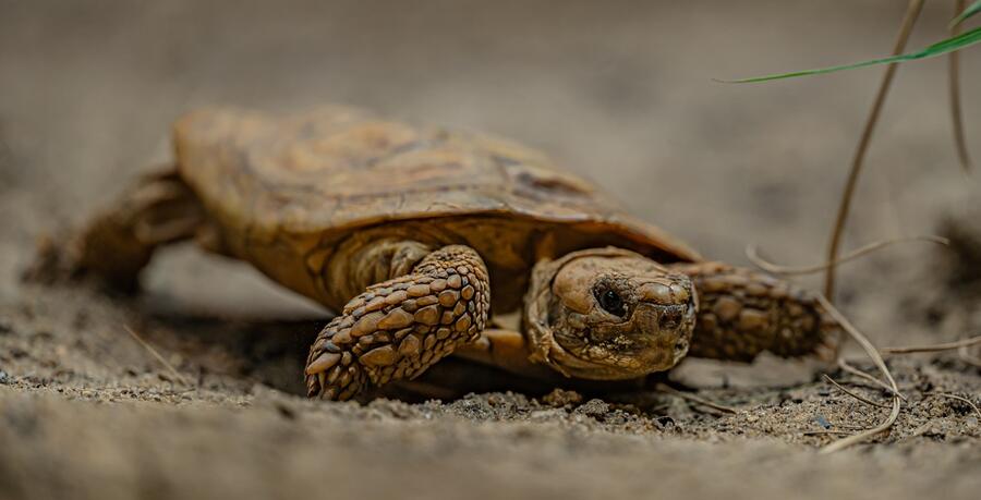 Cancer is extremely rare in turtles and tortoises, finds a new study ...