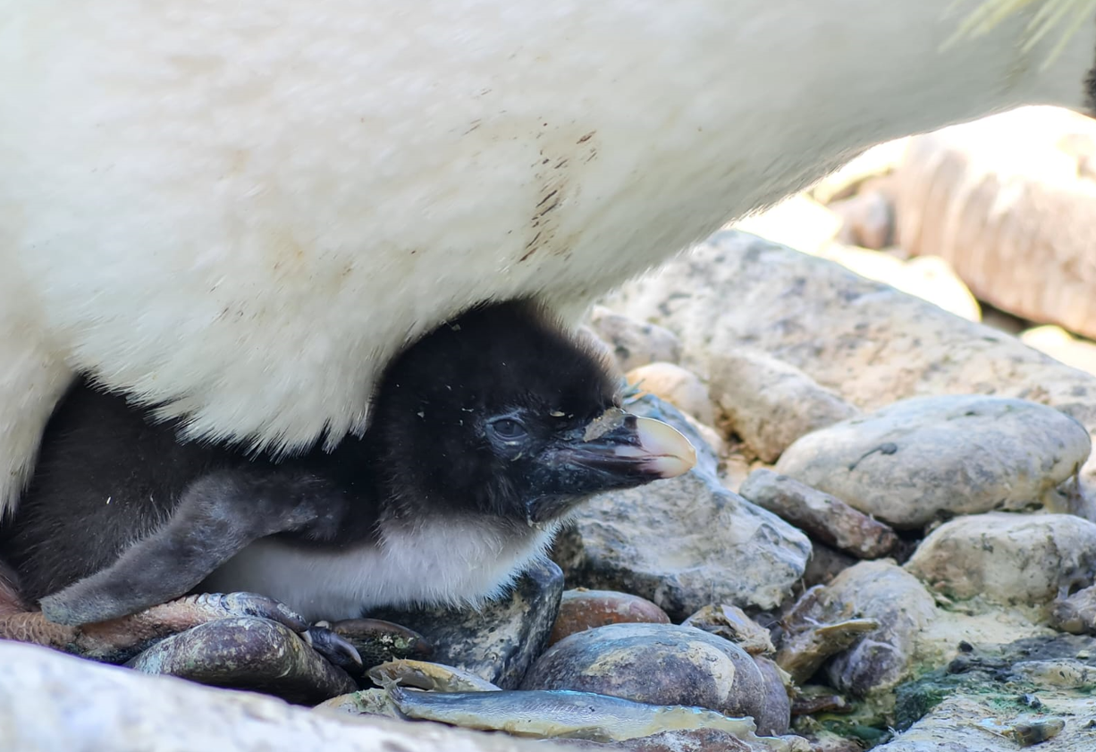 RZSS - Edinburgh Zoo | BIAZA