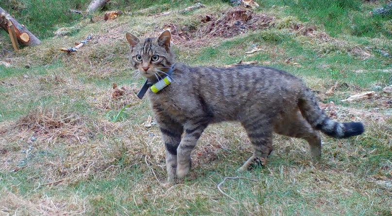 Critically Endangered wildcats now call the Cairngorms National Park ...