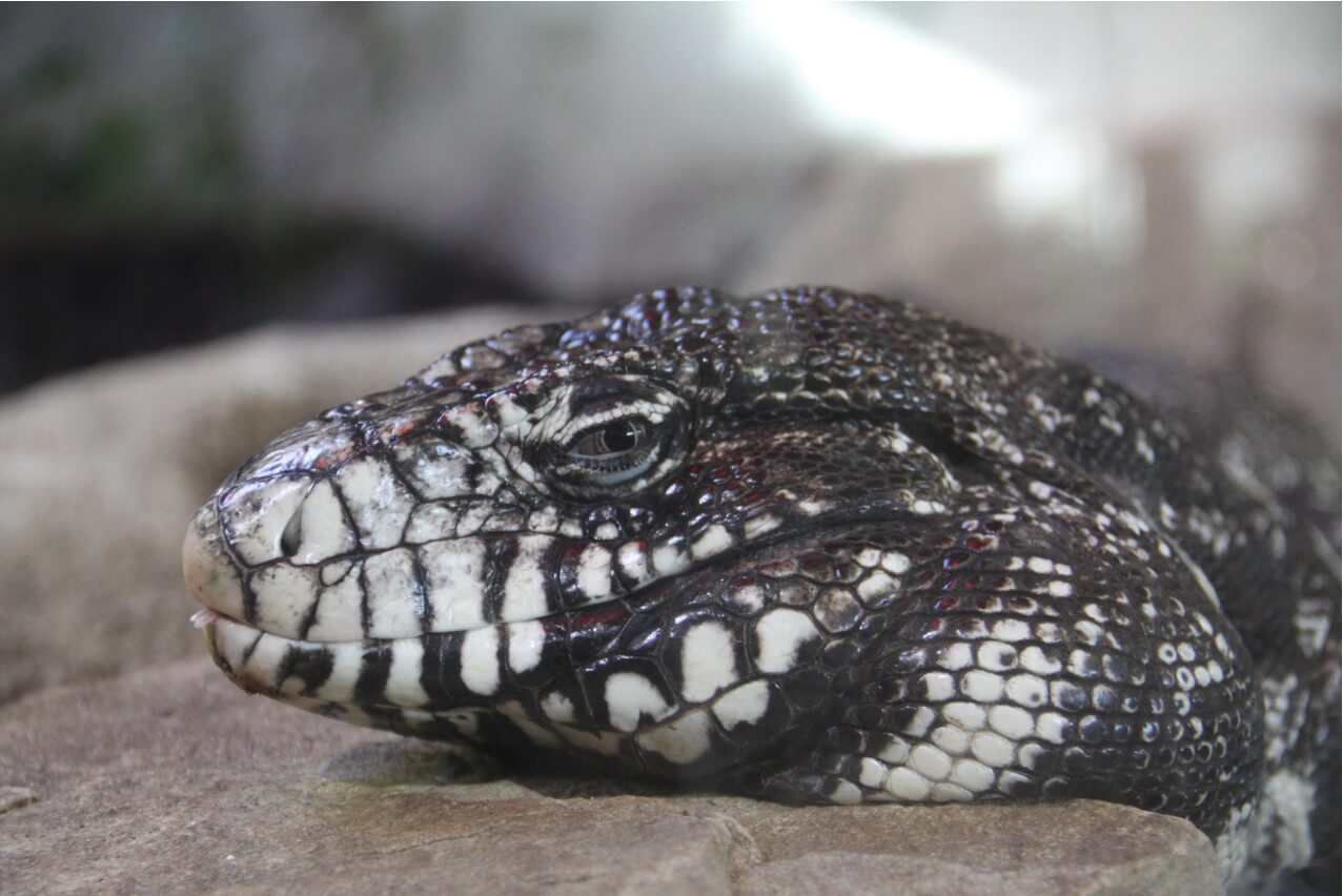 Uniting forces for #Biodiversity | BIAZA