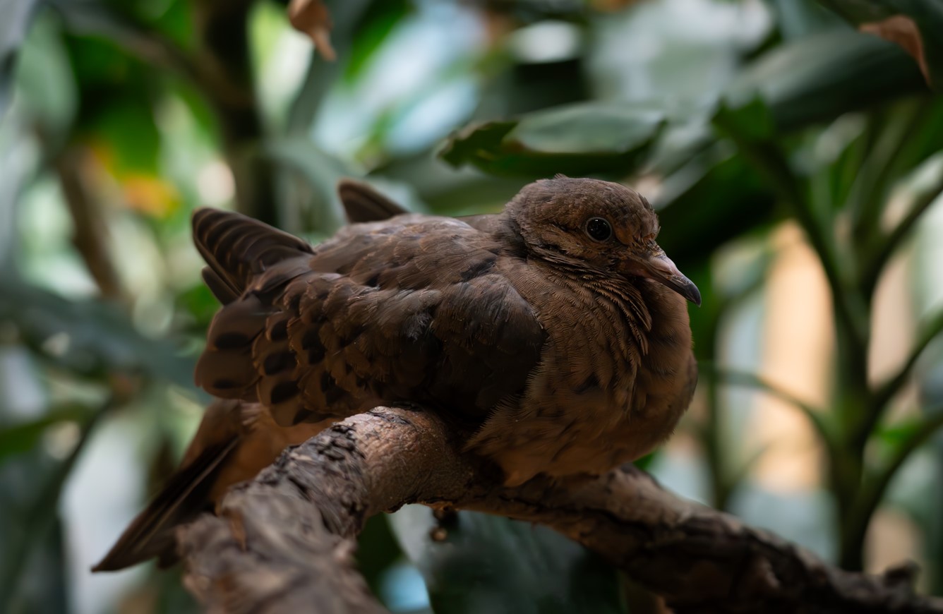 A One Plan Approach to Species Data: Species360 Ex situ species ...