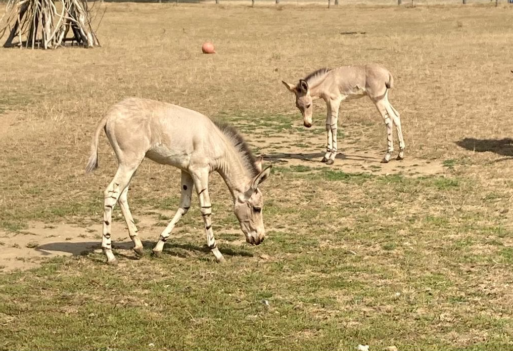 BIAZA - British and Irish Association of Zoos and Aquariums | BIAZA