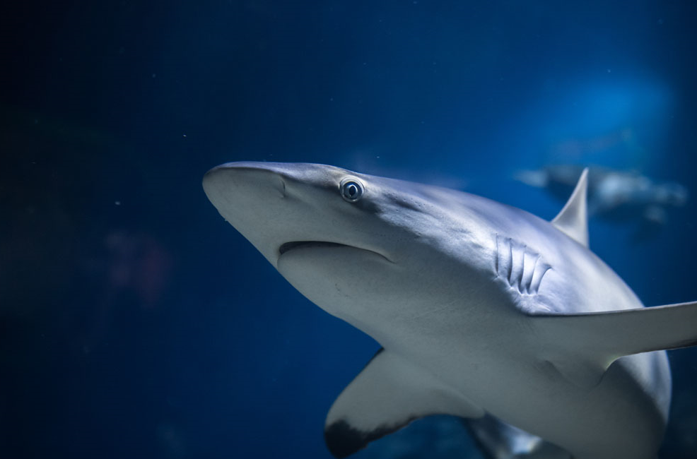 BIAZA - British and Irish Association of Zoos and Aquariums | BIAZA