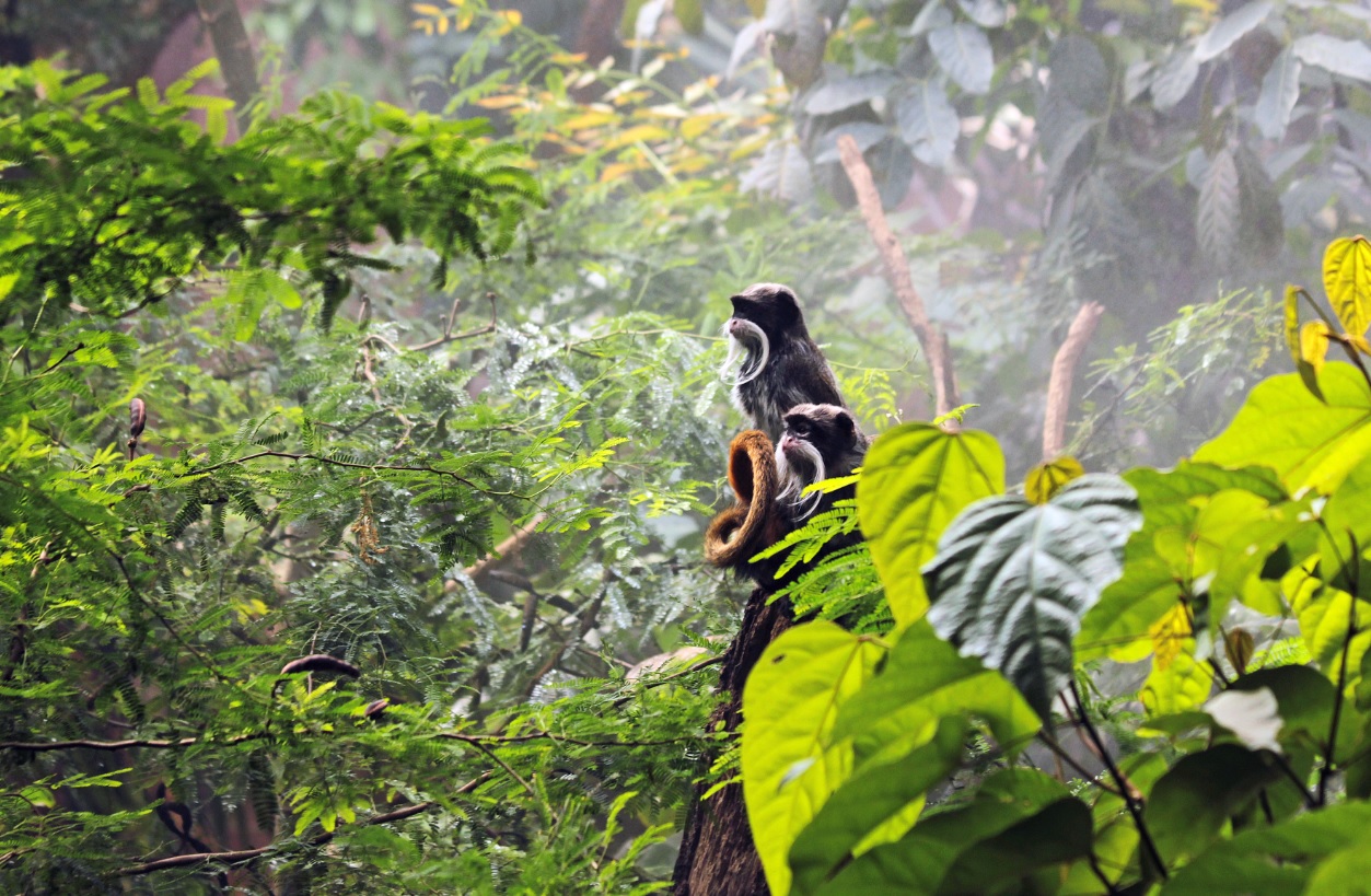 BIAZA - British and Irish Association of Zoos and Aquariums | BIAZA