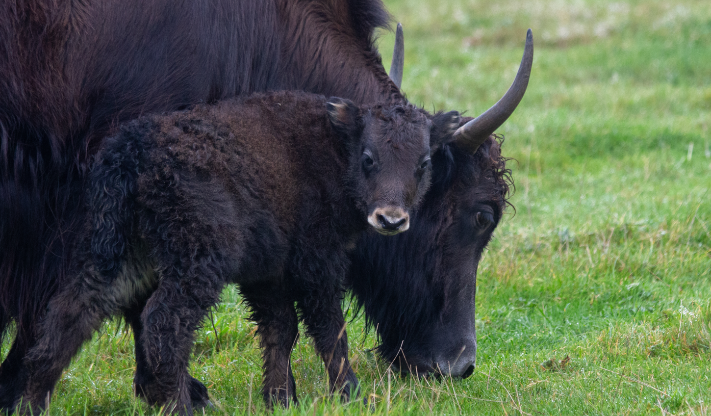 Two baby yaks named Tonks and Cedric born at Whipsnade Zoo | BIAZA
