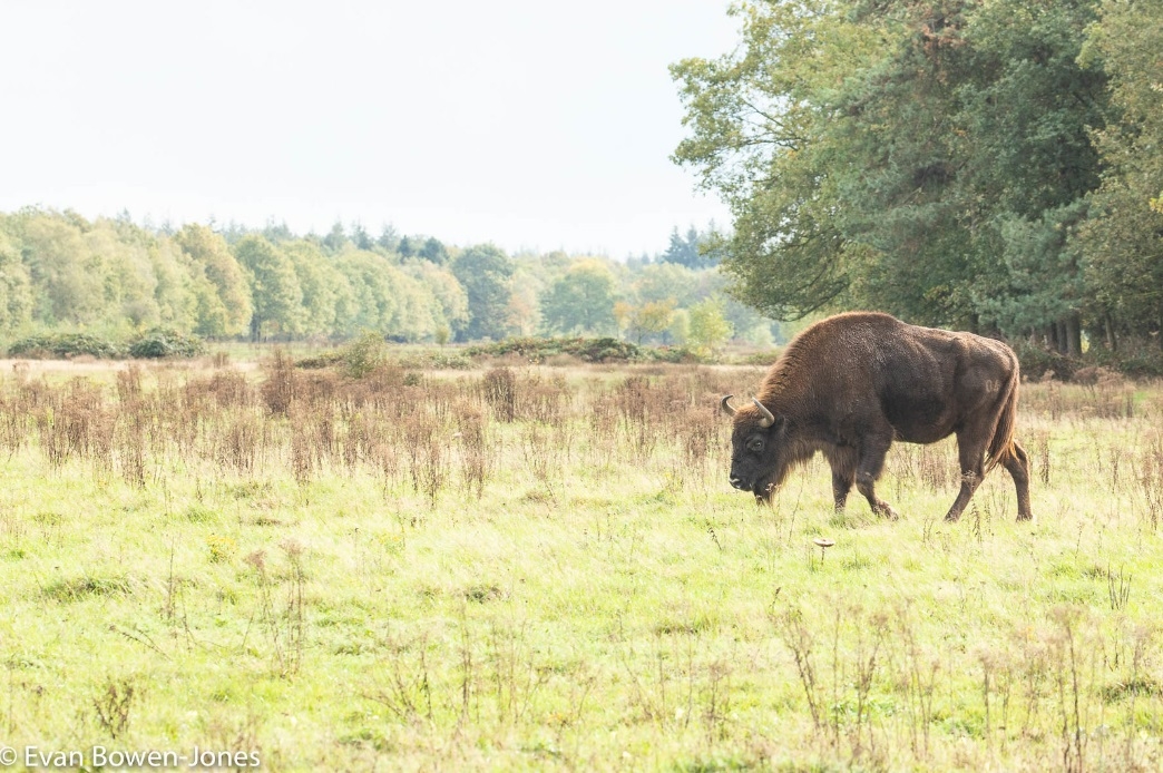Bison released into the wild to tackle climate change as UK ...