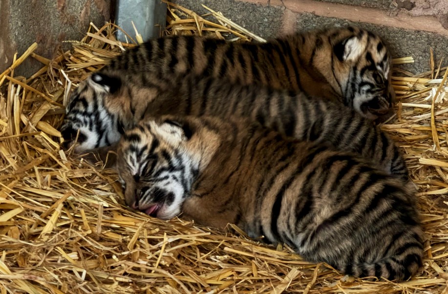 Trio of Critically Endangered tiger cubs born at West Midlands Safari ...