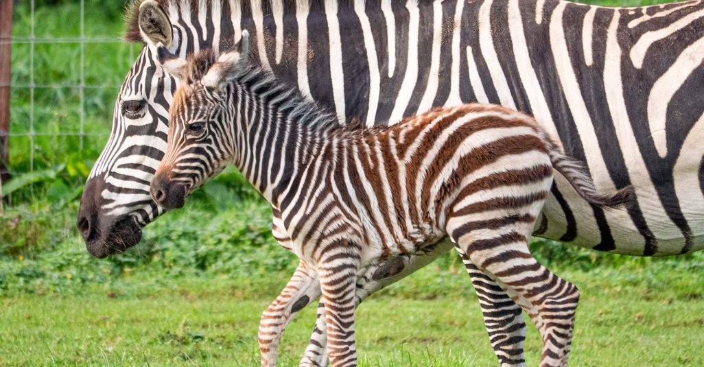 Noah's Ark Zoo Farm | BIAZA