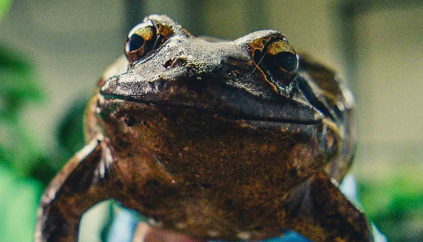 Conservationists sound alarm as one of world’s largest frogs becomes ...