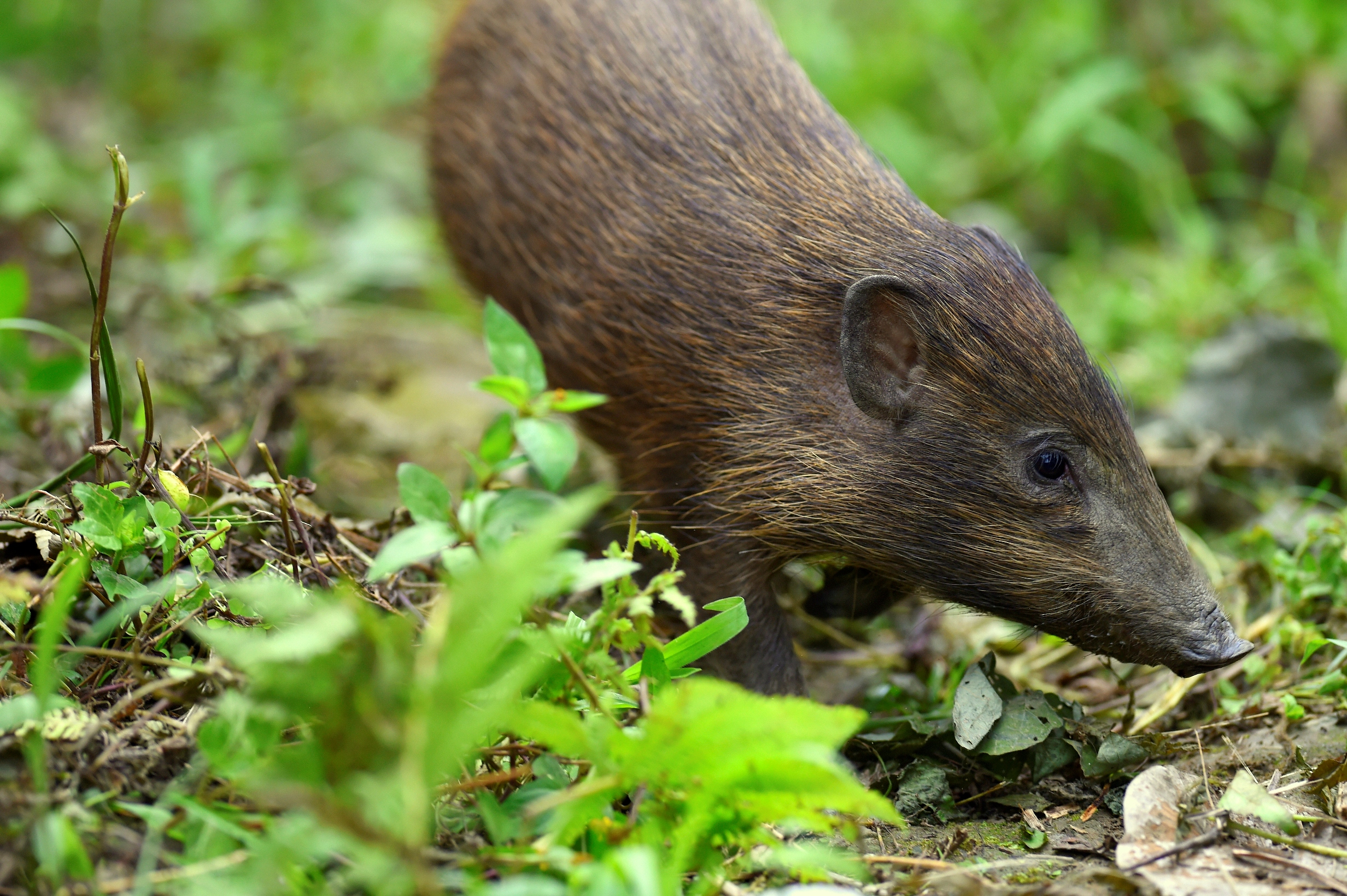 Durrell’s Pygmy Hog Conservation Programme | BIAZA