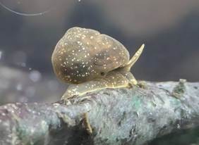 Restoring the glutinous snail to Britain | BIAZA