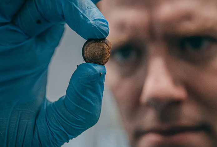 Redefining a snail’s pace: reintroduction and rapid recovery of two ...