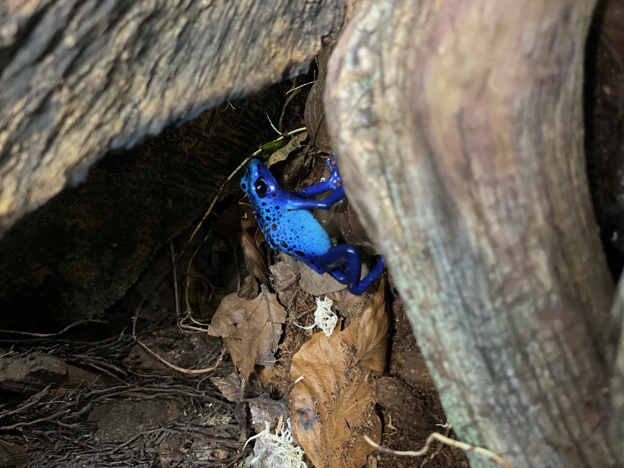 Human presence effects on mantellas and dart frogs: something to croak ...